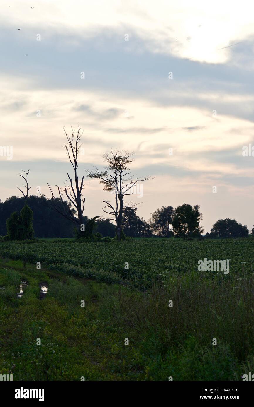 Beautiful isolated image of an amazing old trees Stock Photo - Alamy