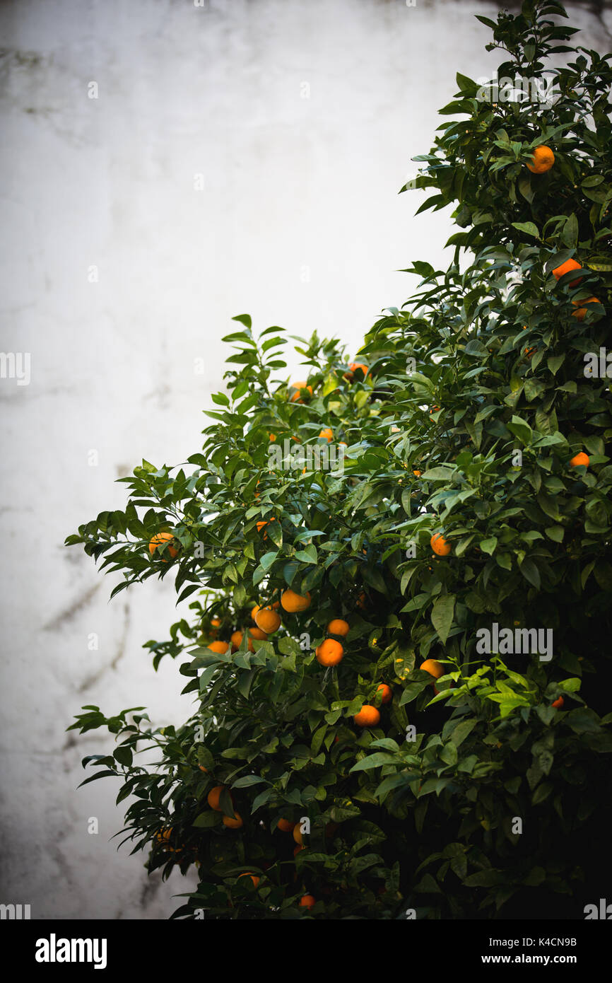 Fruits in the tree hi-res stock photography and images - Alamy