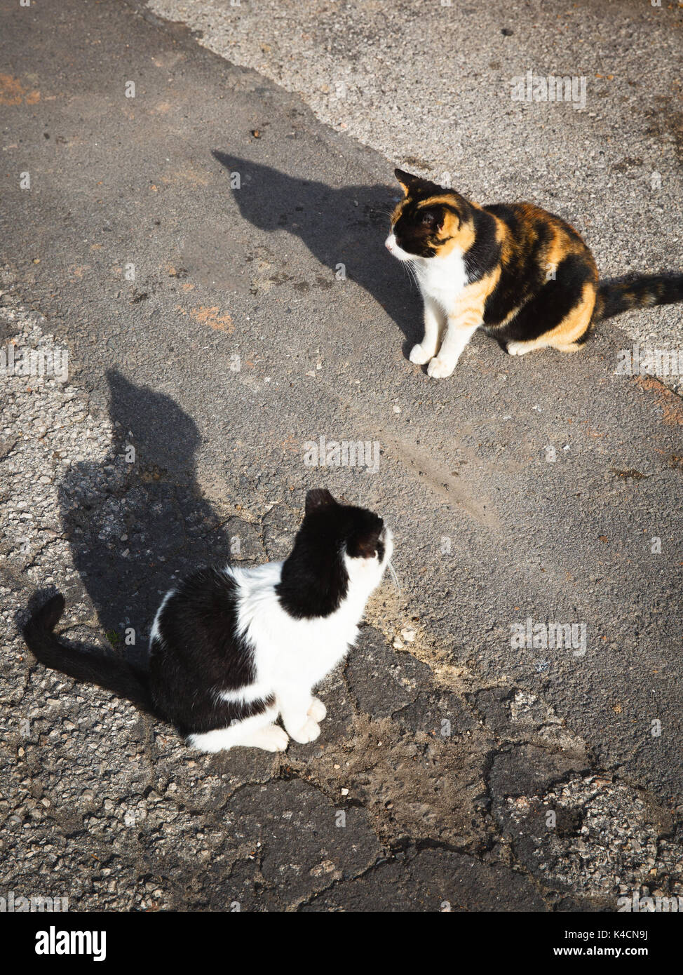 2 Cats In Sunlight Stock Photo - Alamy