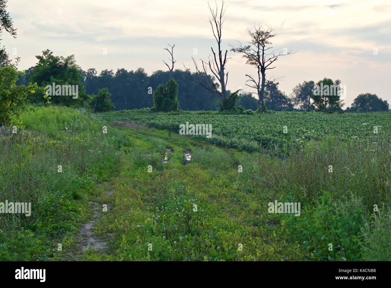 Beautiful image of an amazing old trees Stock Photo - Alamy