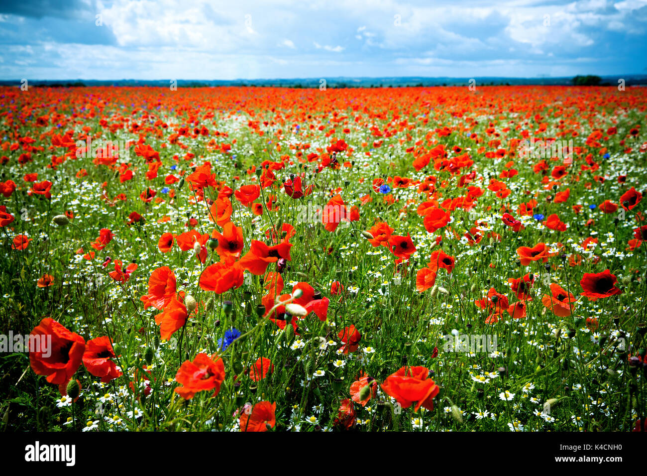 Beautiful plants exceptional plants hi-res stock photography and images ...