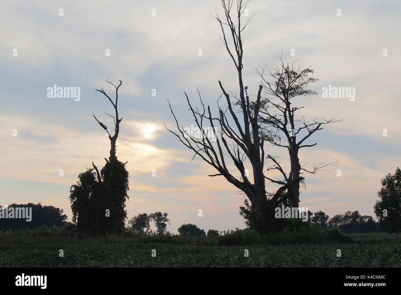 Beautiful image with an amazing old trees Stock Photo - Alamy