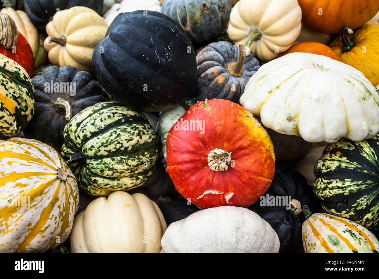 Specialty pumpkins hi-res stock photography and images - Alamy