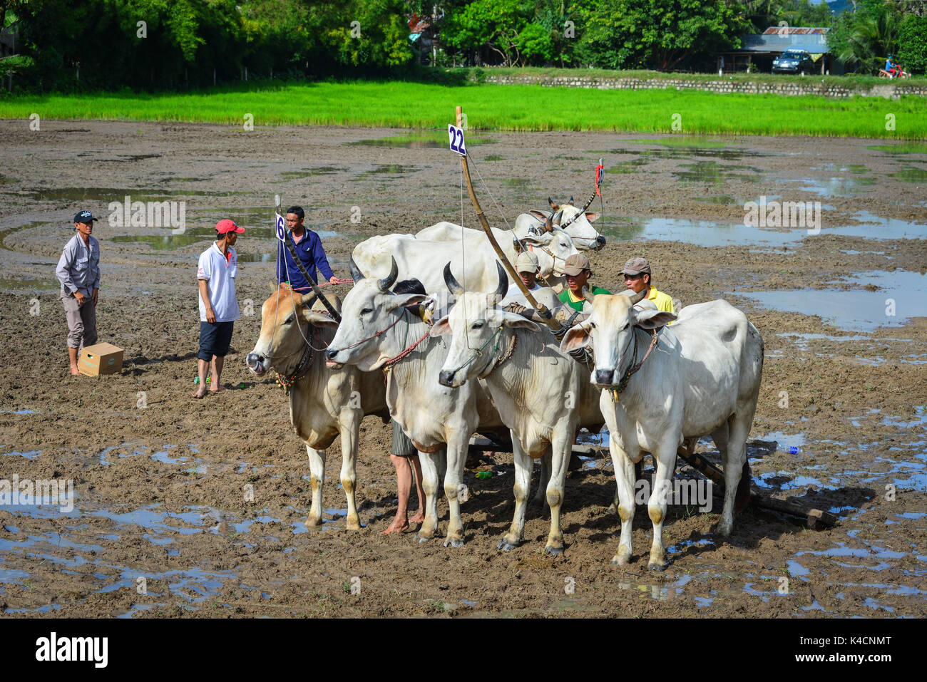 An giang cow racing hi-res stock photography and images - Alamy