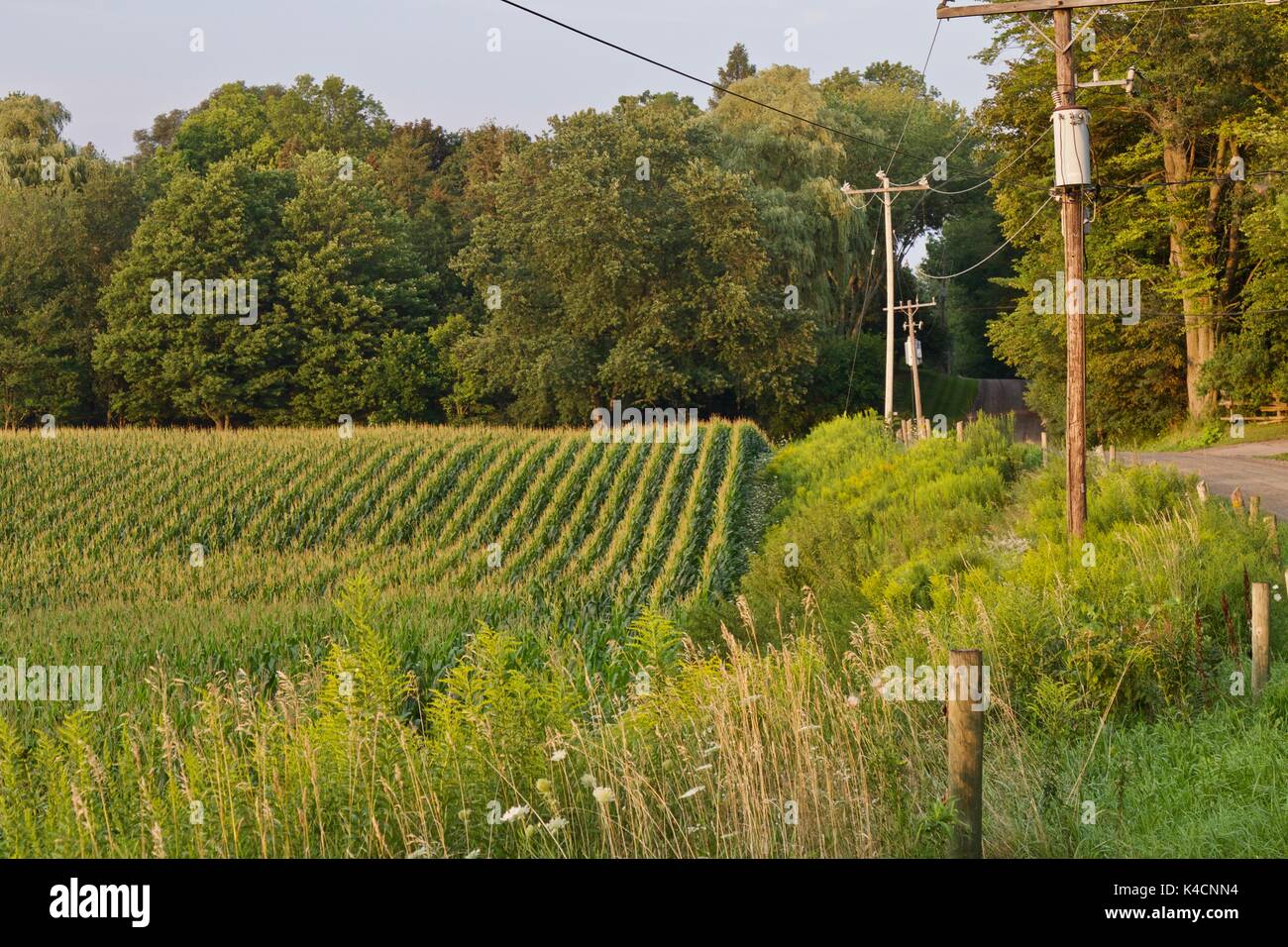 Image of a beautiful corn field in the farm land Stock Photo - Alamy