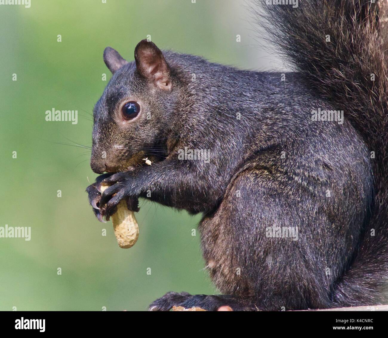 Hamilton ontario eating hi-res stock photography and images - Alamy