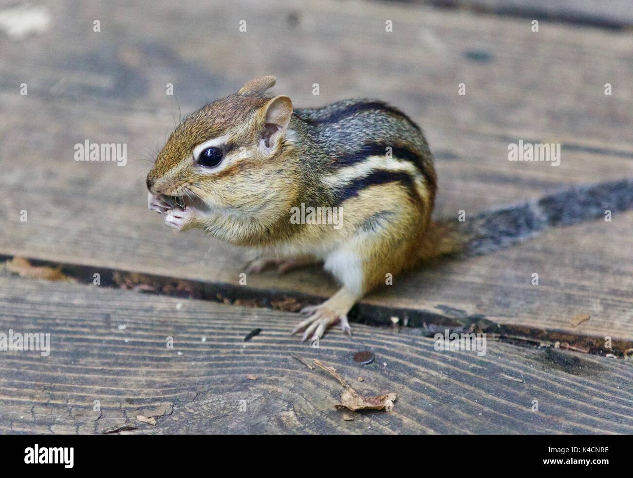 Photo of a cute funny chipmunk eating something Stock Photo - Alamy