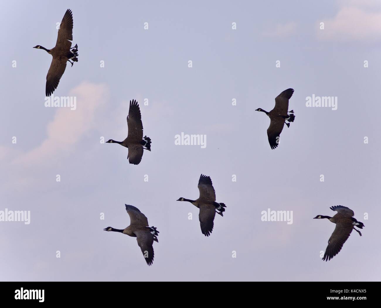 Isolated image of several Canada geese flying Stock Photo - Alamy