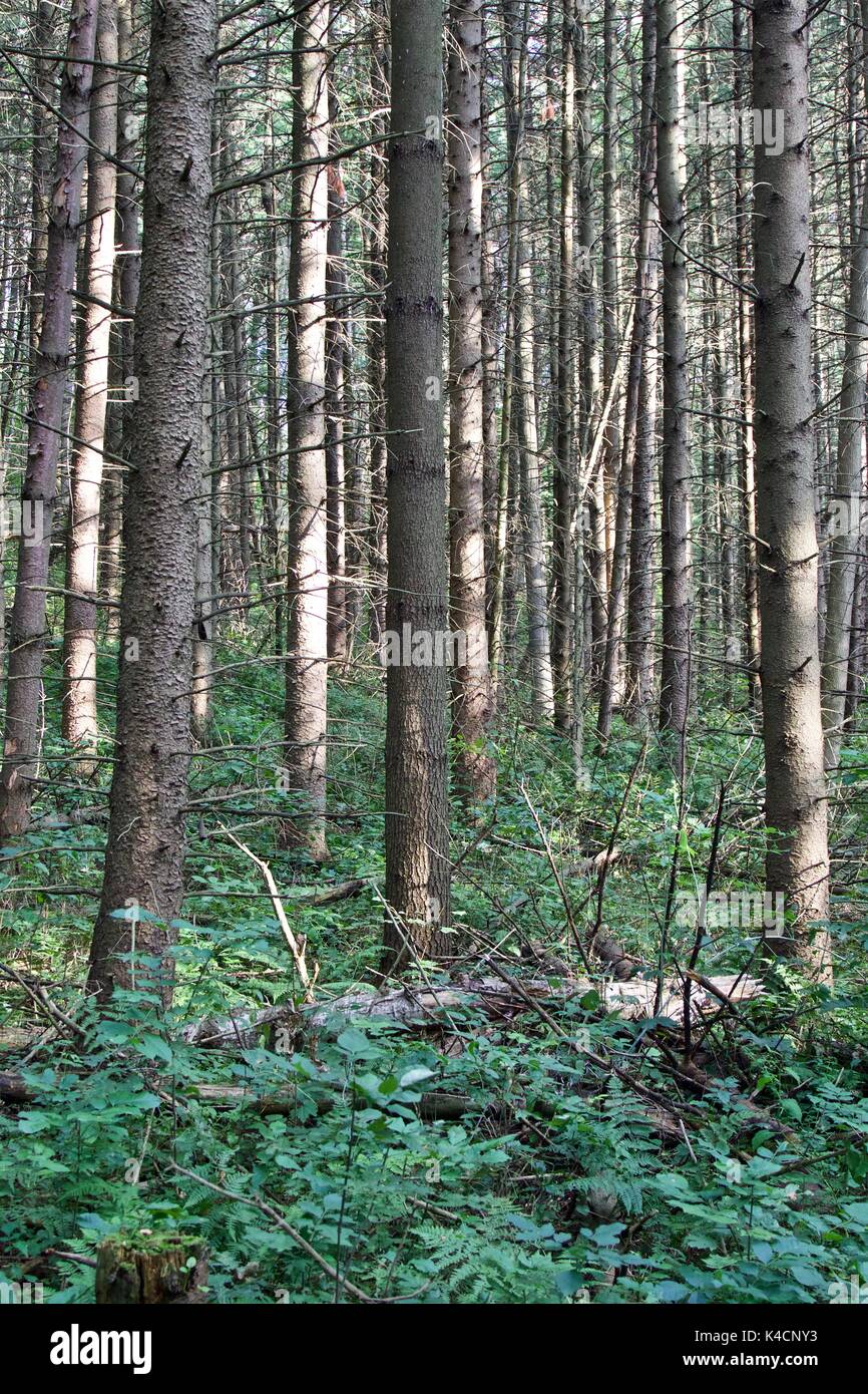 Beautiful background with an old sunny forest Stock Photo - Alamy