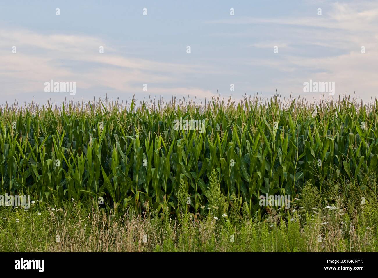 Beautiful picture with a beautiful corn field Stock Photo - Alamy