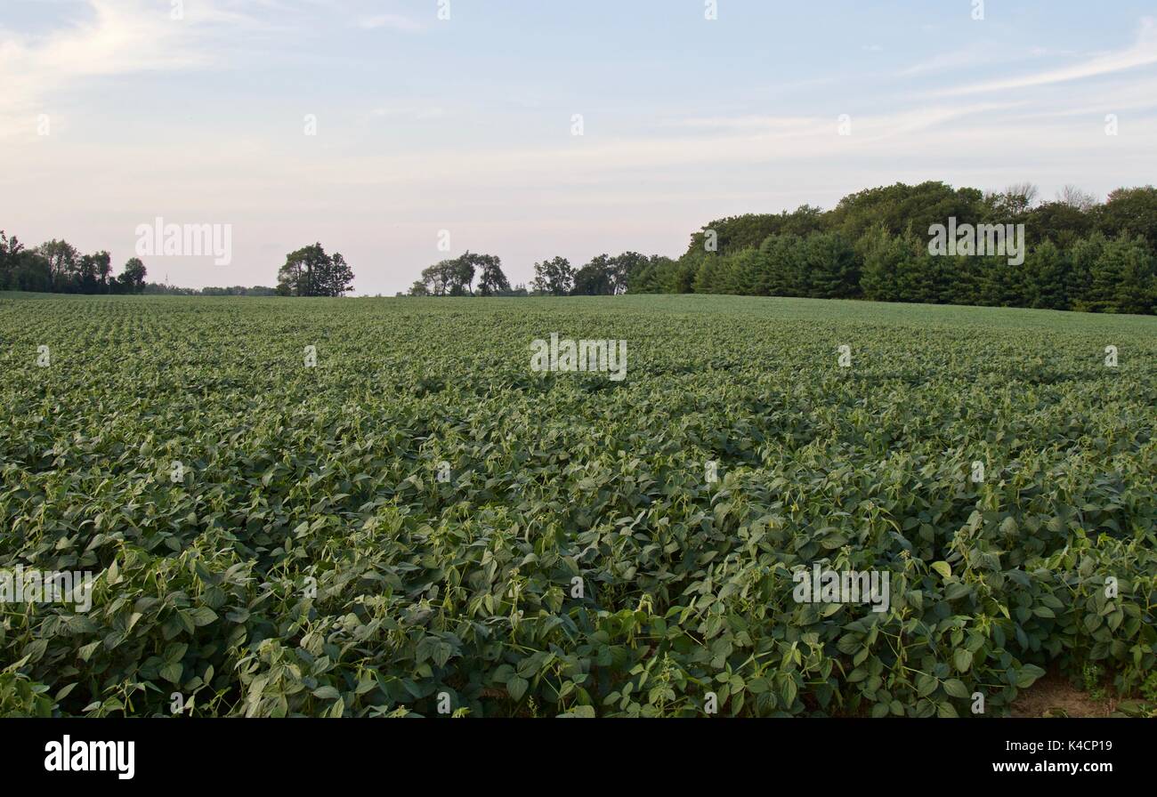Beautiful photo potatoes field hi-res stock photography and images - Alamy
