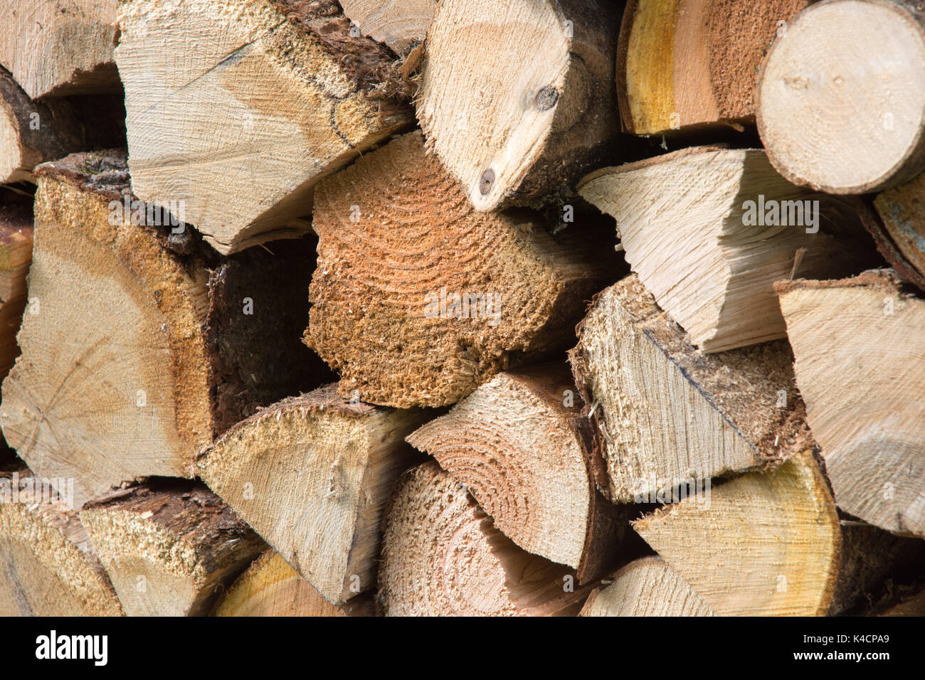 Logwood tree hi-res stock photography and images - Alamy