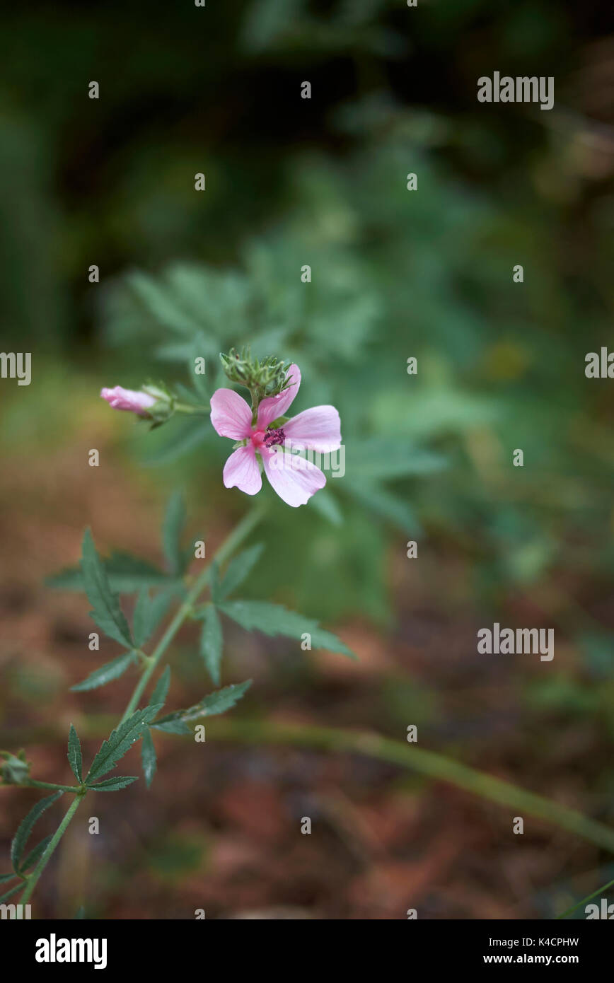 Althea leaves hi-res stock photography and images - Alamy