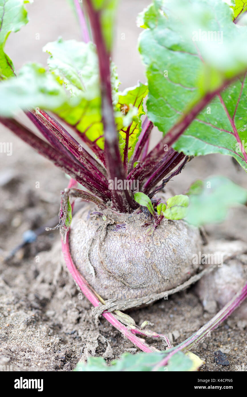Organic homegrown beetroots. Close up crop, focus on root in soil with ...