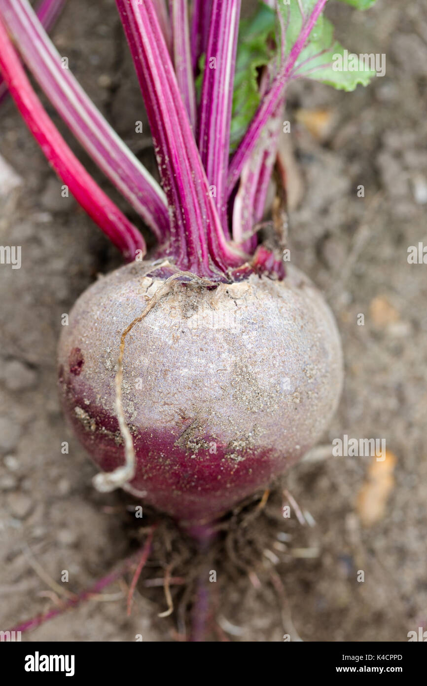 Hand picked green vegetables hi-res stock photography and images - Alamy