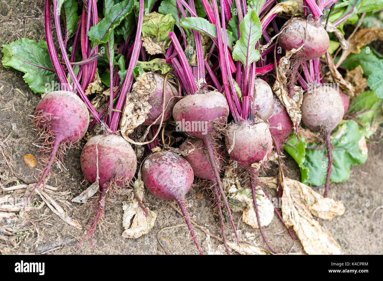 Horizontal crop hi-res stock photography and images - Alamy