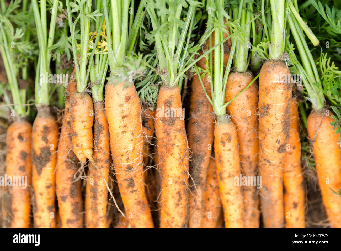 Large group of fresh raw dirty carrots on ground. Full frame horizontal ...