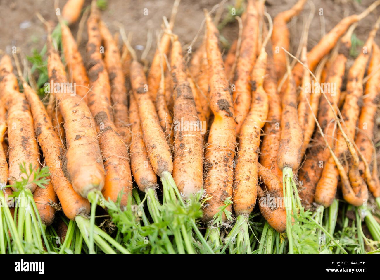 Large group of fresh raw dirty carrots on ground. Full frame horizontal ...