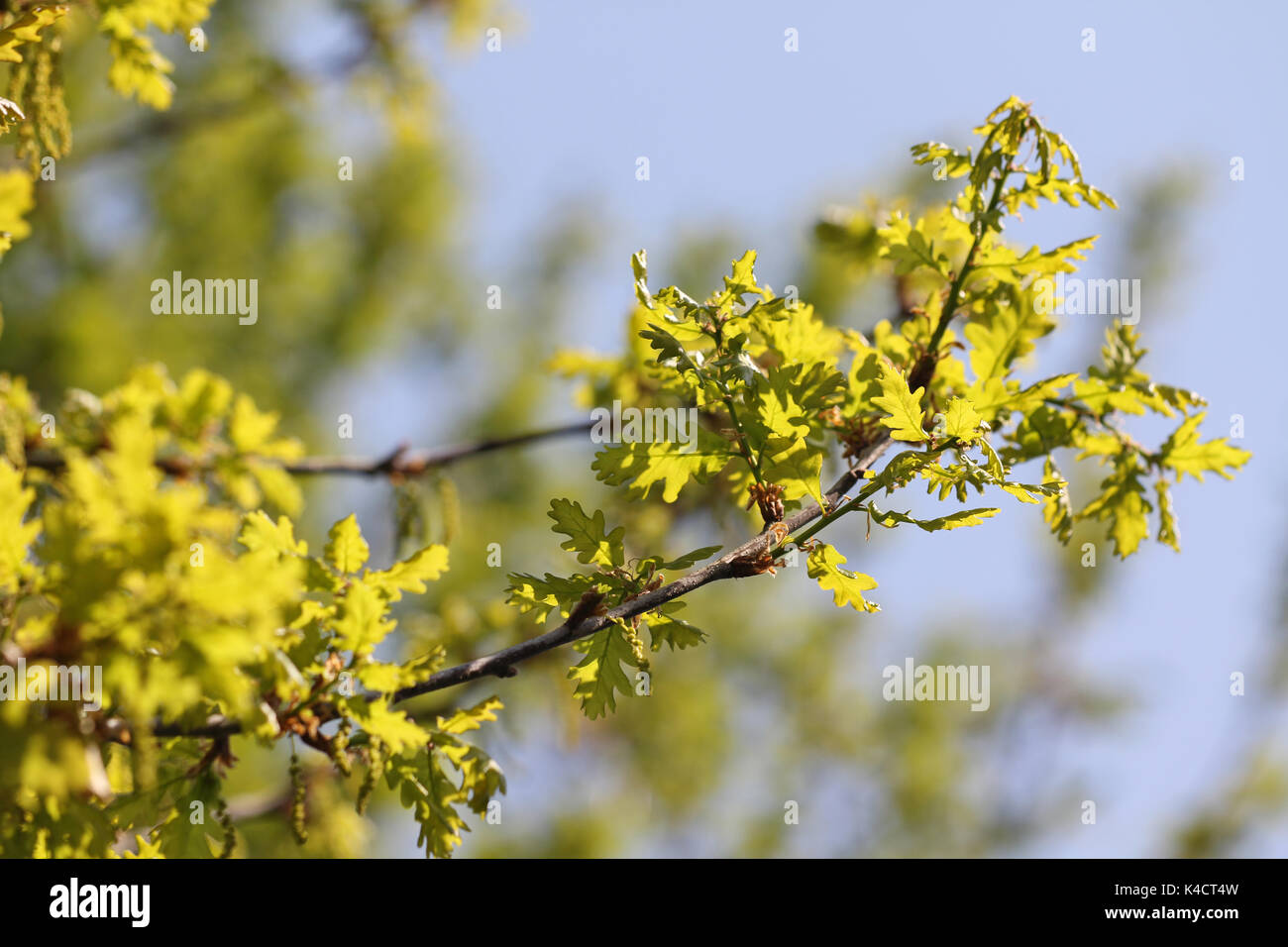 Oak tree in spring hi-res stock photography and images - Alamy
