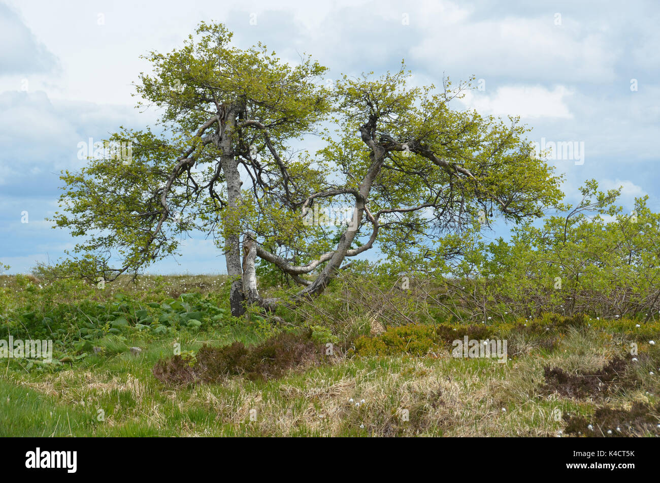 Highmoor state forest hi-res stock photography and images - Alamy