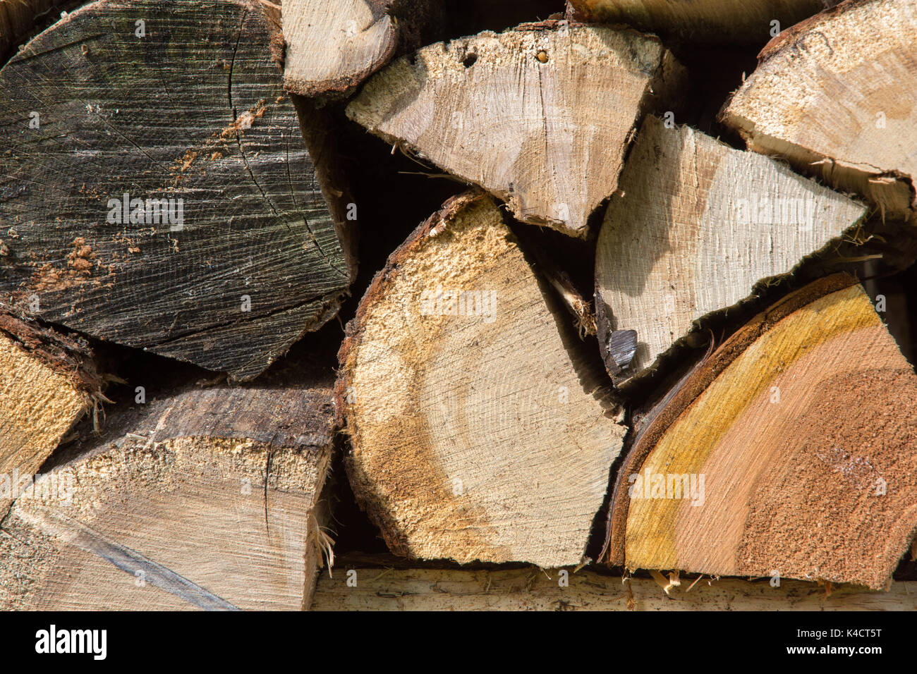 Logwood tree hi-res stock photography and images - Alamy