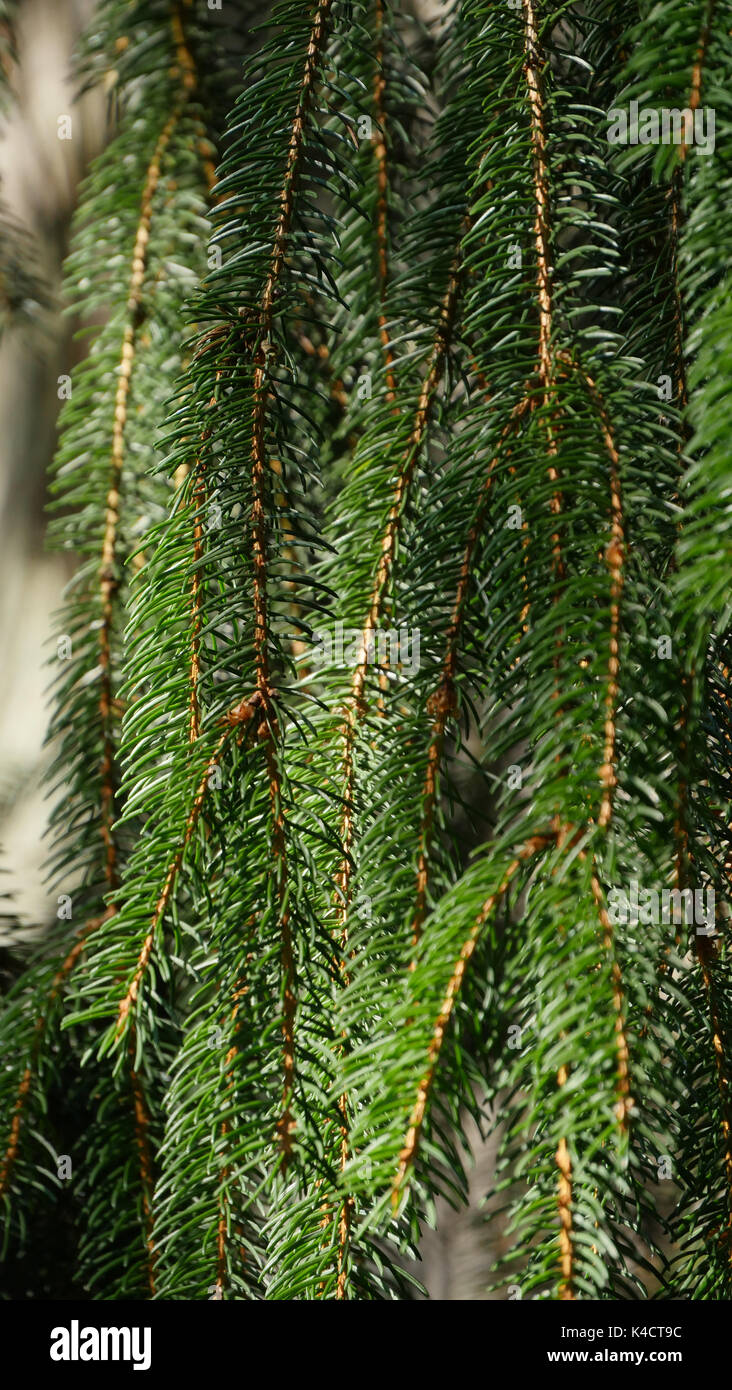 Twigs vertical hi-res stock photography and images - Alamy