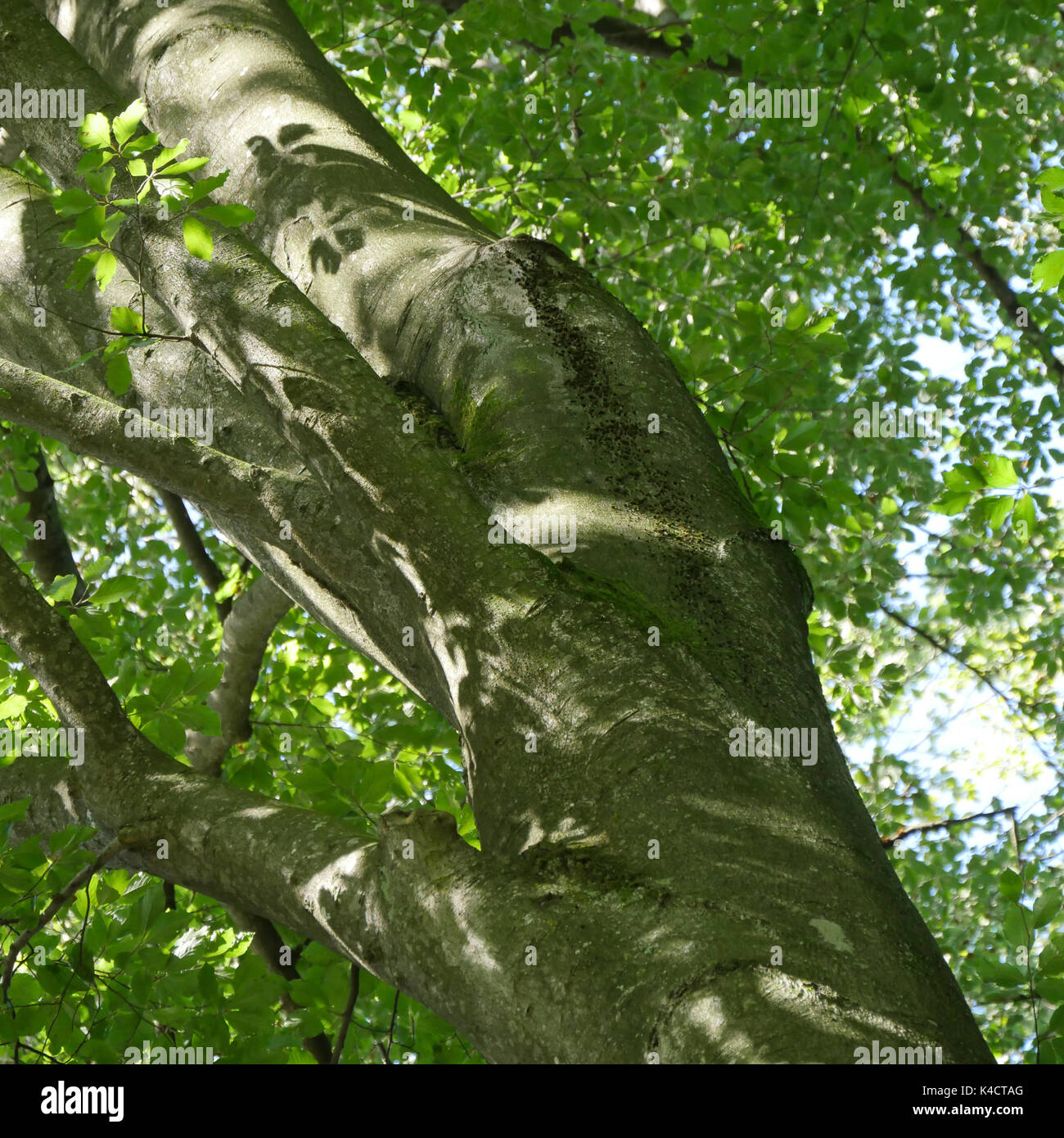 Beech Tree, Looking Upwards In The Treetop Stock Photo - Alamy
