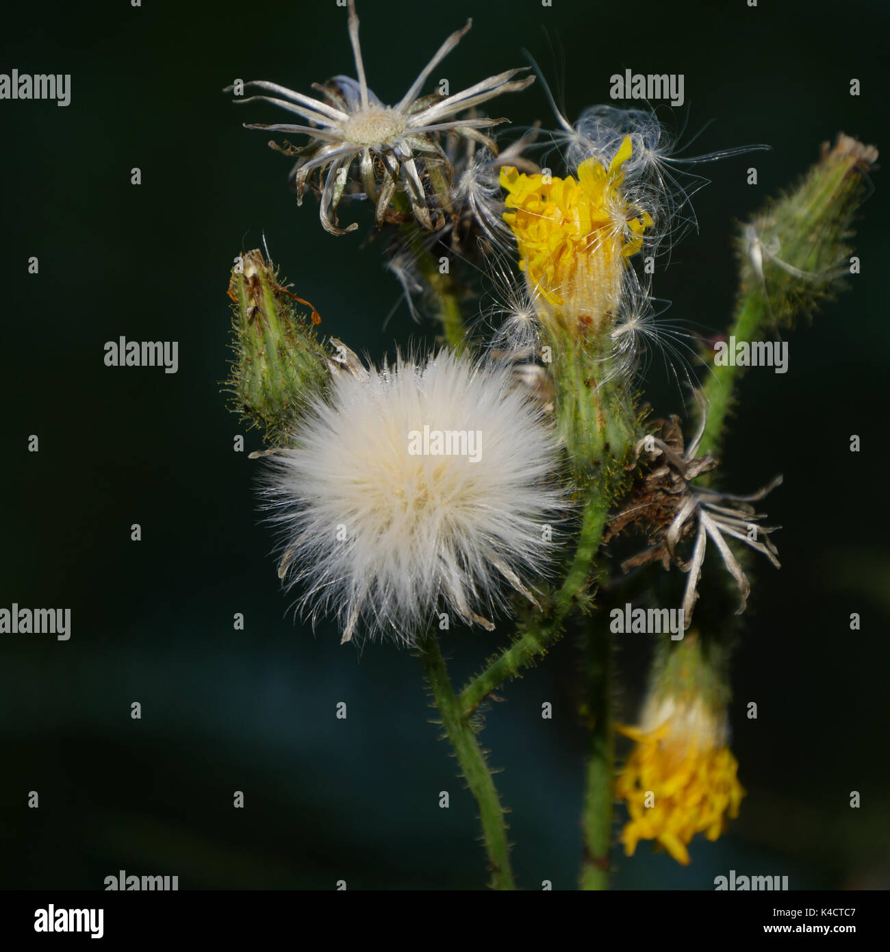Withered blooms hi-res stock photography and images - Alamy
