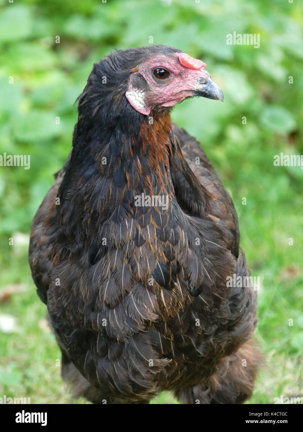 Happy Free Ranged Hen, Araucana Hen Stock Photo - Alamy