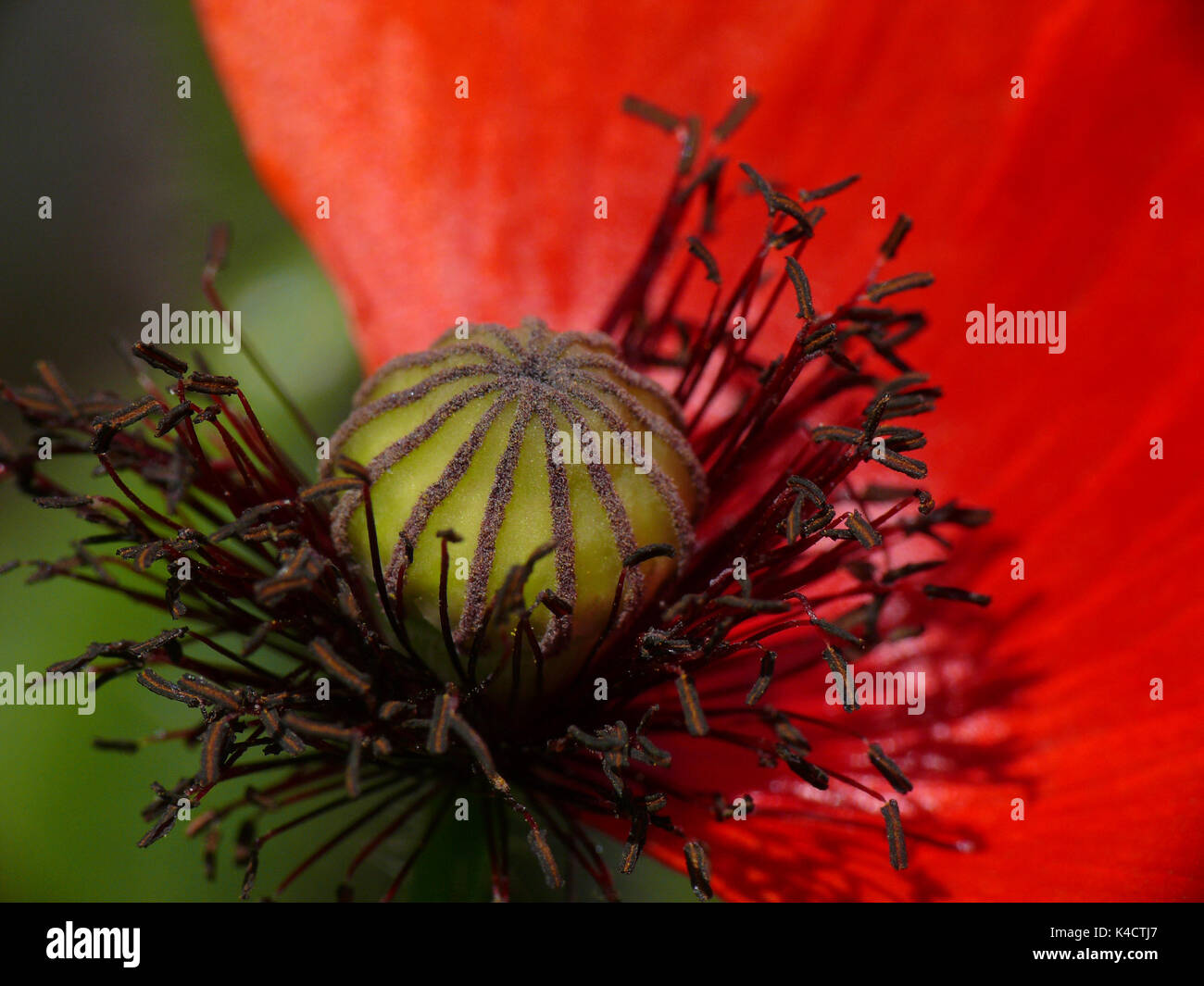 Cornpoppies hi-res stock photography and images - Alamy