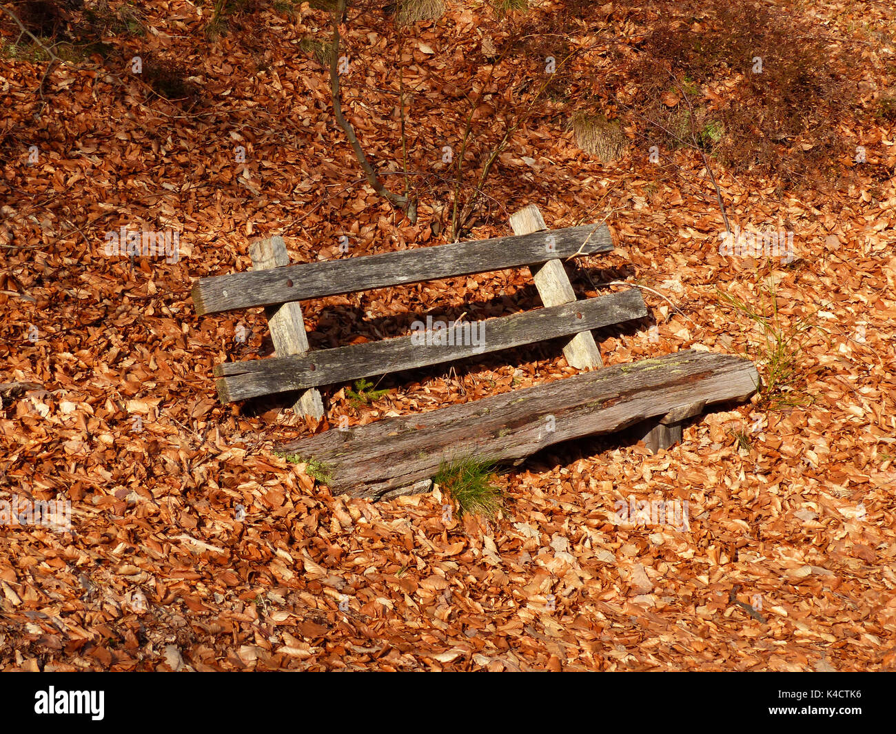 Beech forest and benches hi-res stock photography and images - Alamy