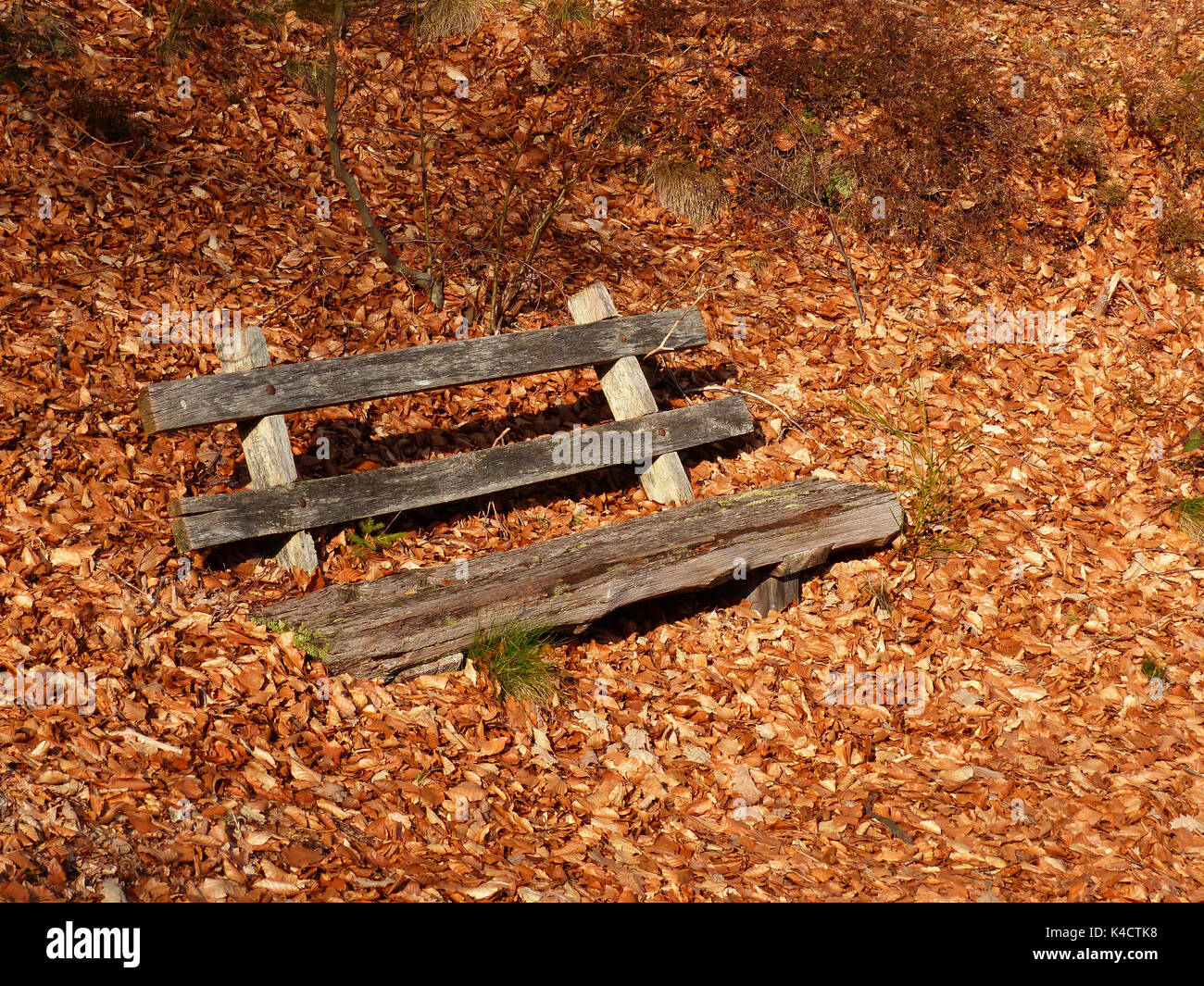 Beech forest and benches hi-res stock photography and images - Alamy