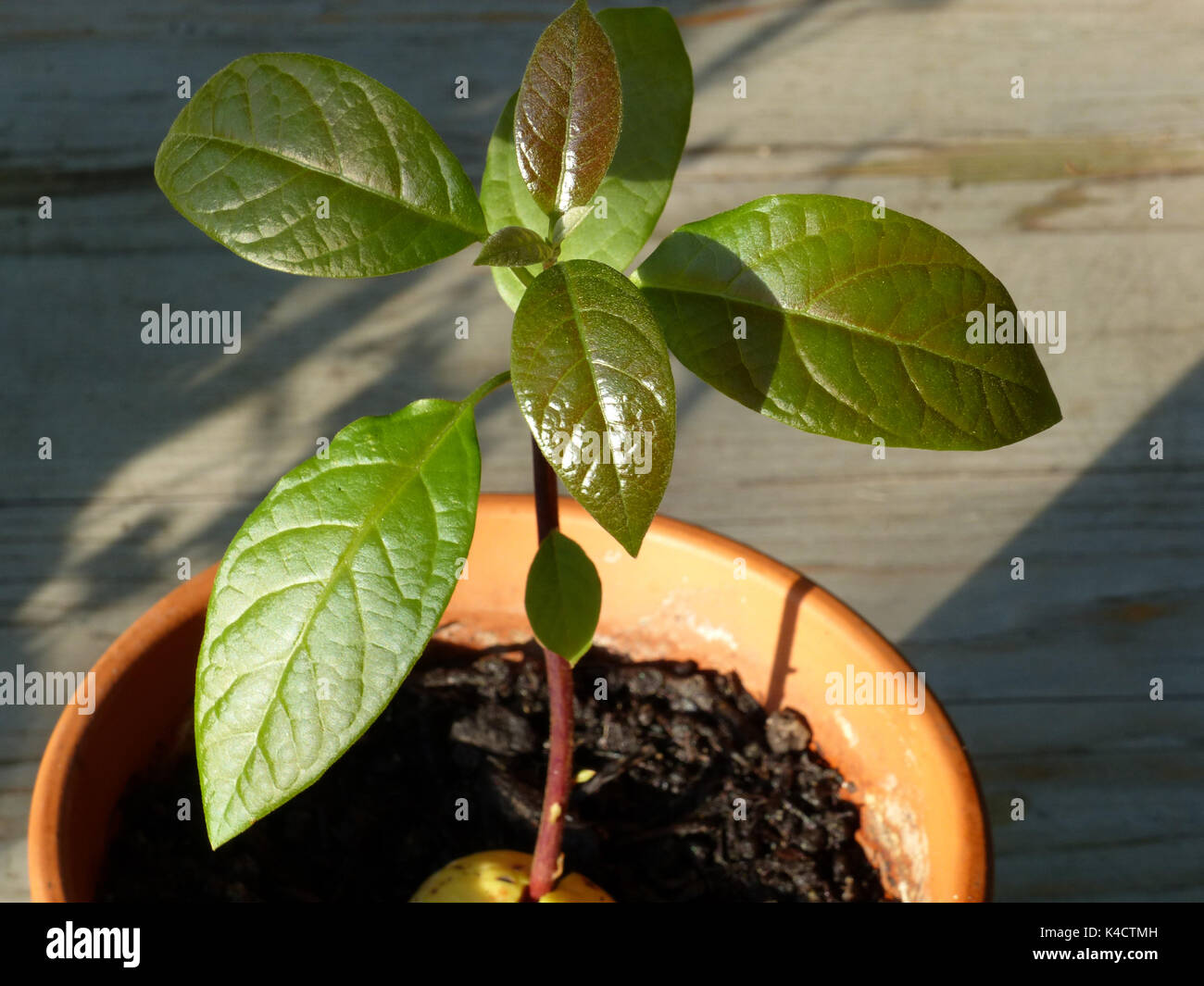 Avocado Plant From A Core Stock Photo - Alamy