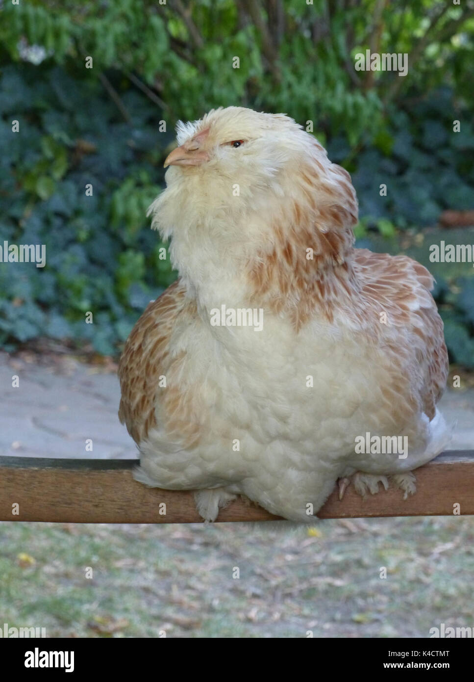 Pole sitting hi-res stock photography and images - Alamy