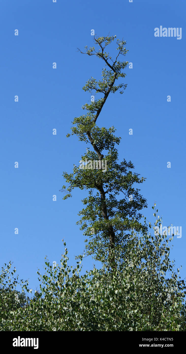 Ortelsbruch in hunsrueck hi-res stock photography and images - Alamy