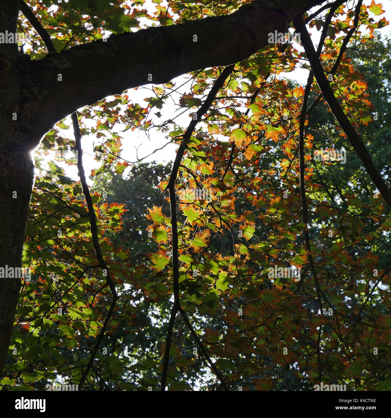 Maple tree square hi-res stock photography and images - Alamy