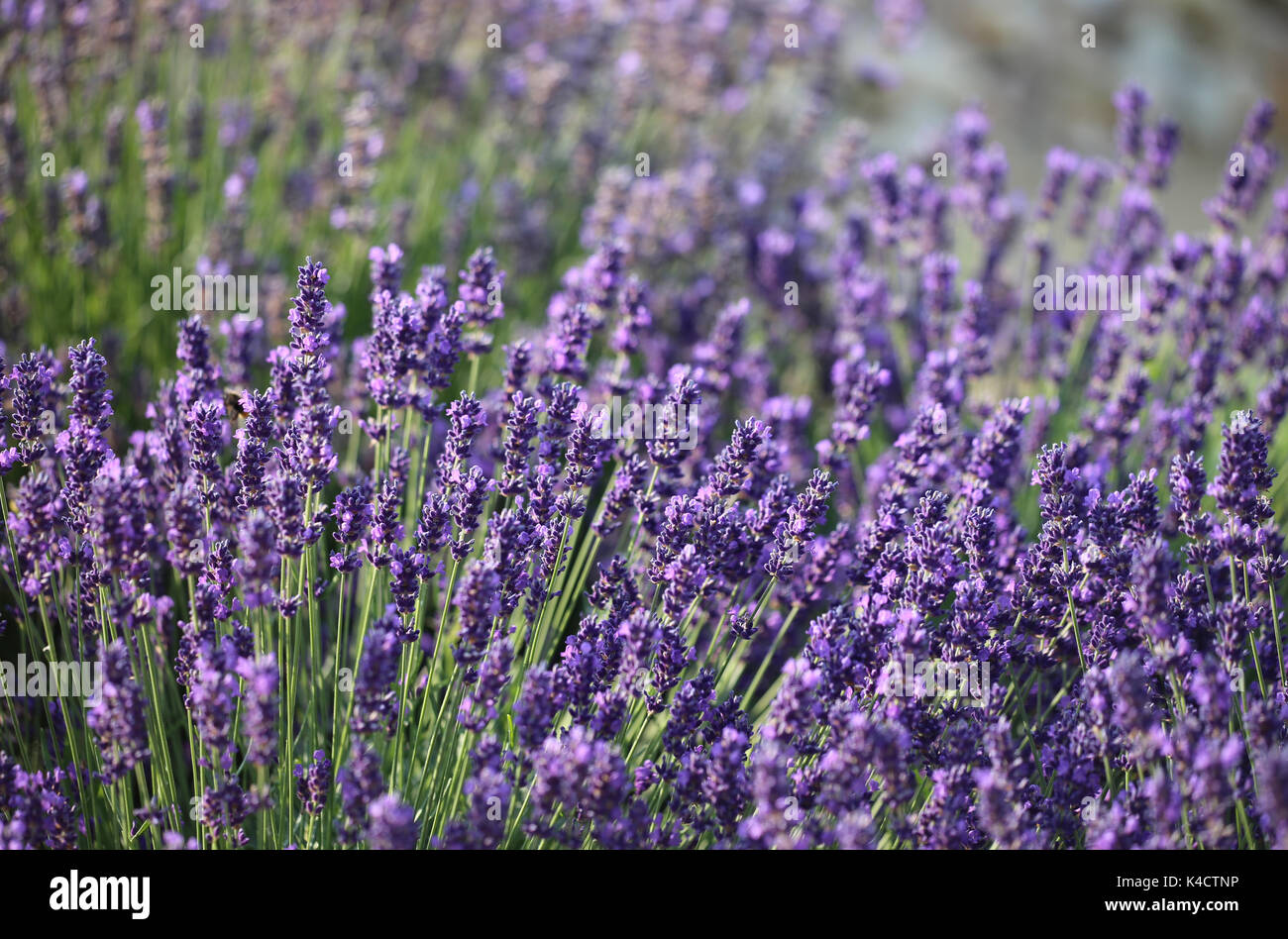 True Lavender, Lavandula Angustifolia Stock Photo - Alamy