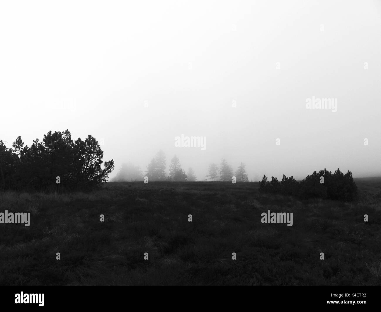 Format forest Black and White Stock Photos & Images - Alamy