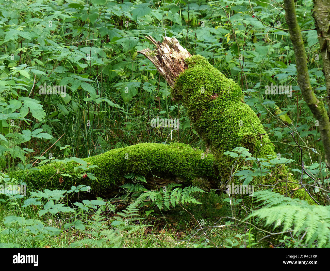 Mossy Broken Tree In The Red Moor, Rhoen Stock Photo - Alamy