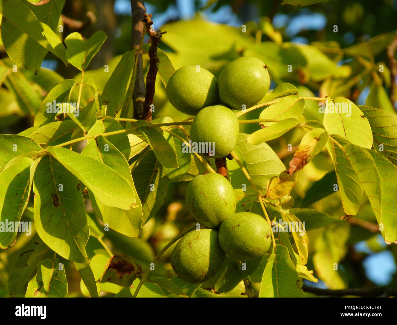 In the walnut tree hi-res stock photography and images - Alamy