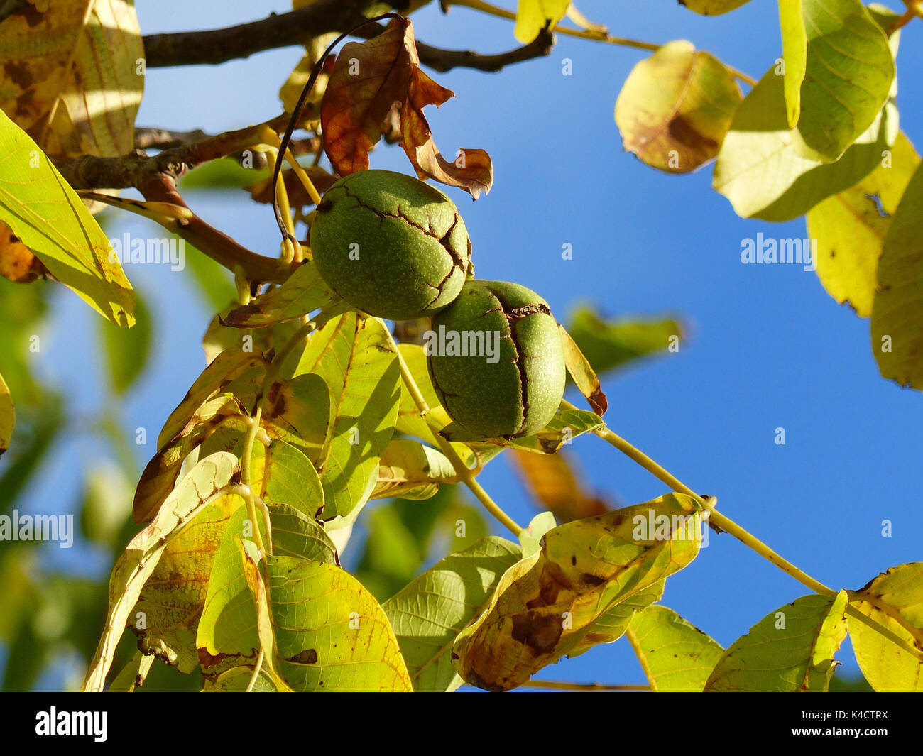 In the walnut tree hi-res stock photography and images - Alamy