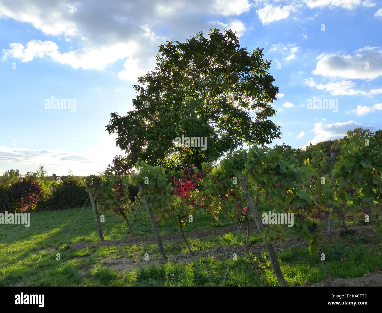 Beautiful September Day In The Wine Region Rheinhessen Stock Photo - Alamy