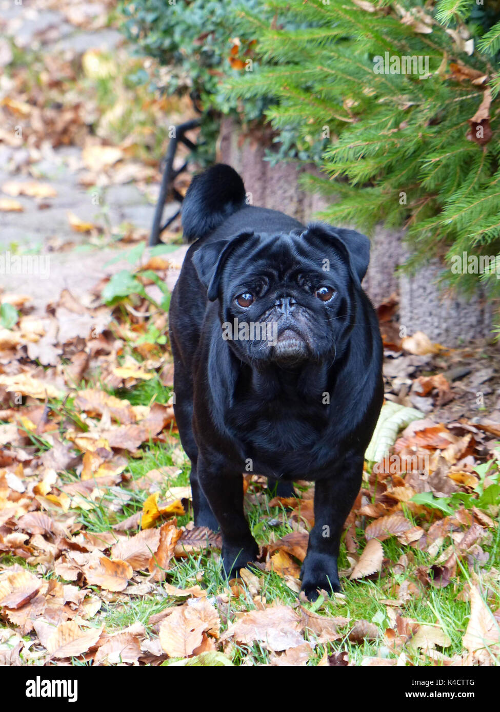 Dark Brown Pugs