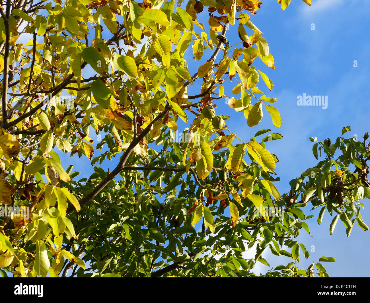 Ripe Walnuts Hanging In Walnut Tree Stock Photo - Alamy