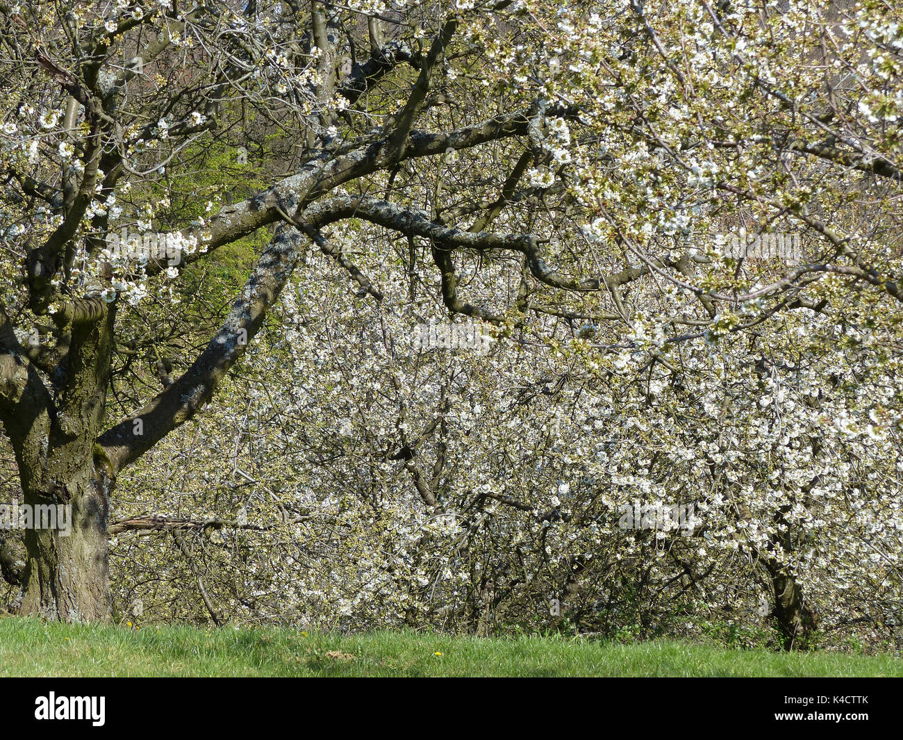 Blooming fruit hi-res stock photography and images - Alamy