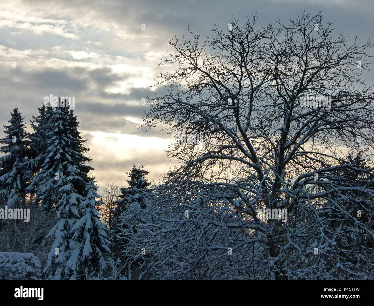 Conifers in winter black hi-res stock photography and images - Alamy