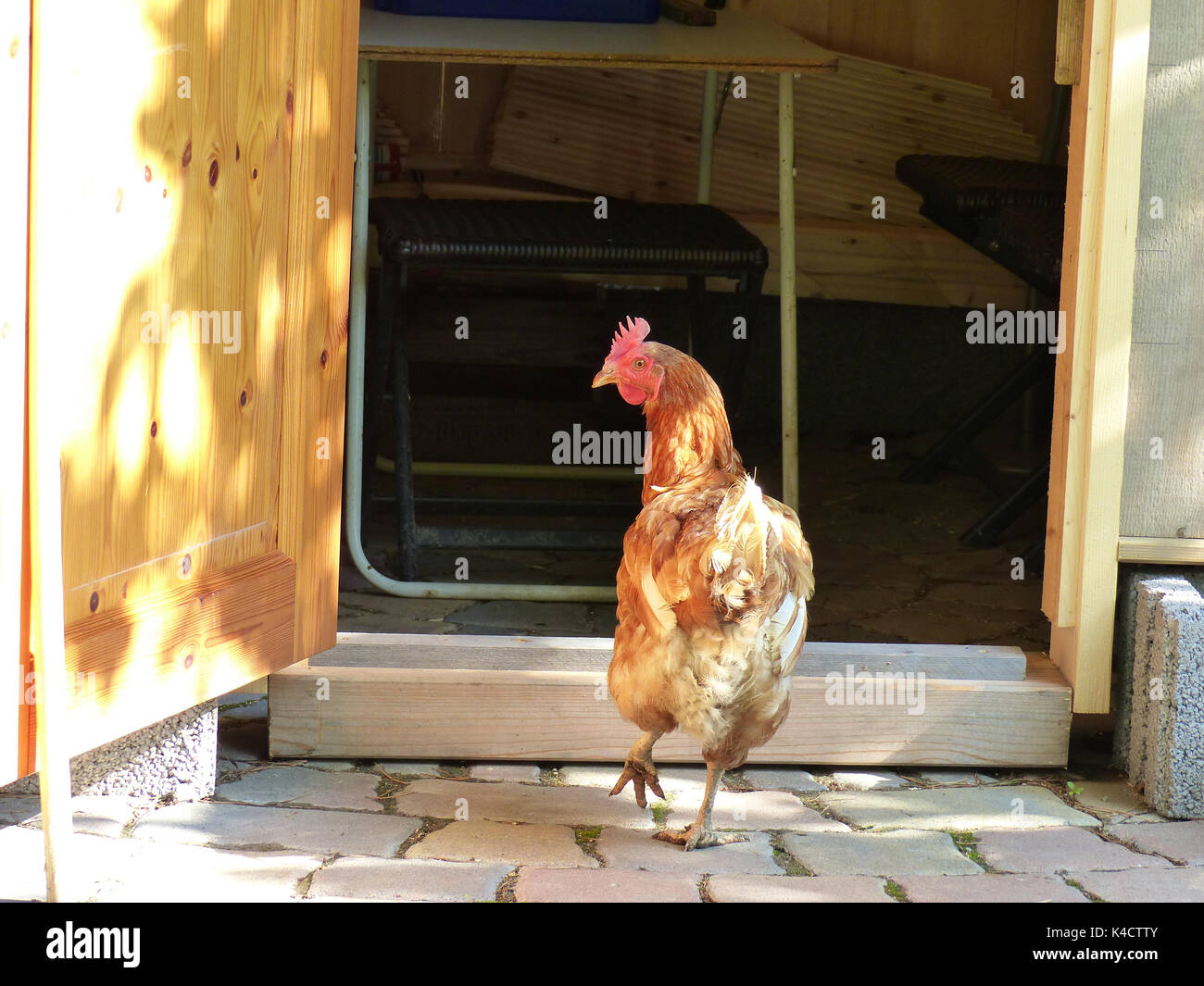 Curious Hen Walks Straight Into The Garden House Stock Photo - Alamy