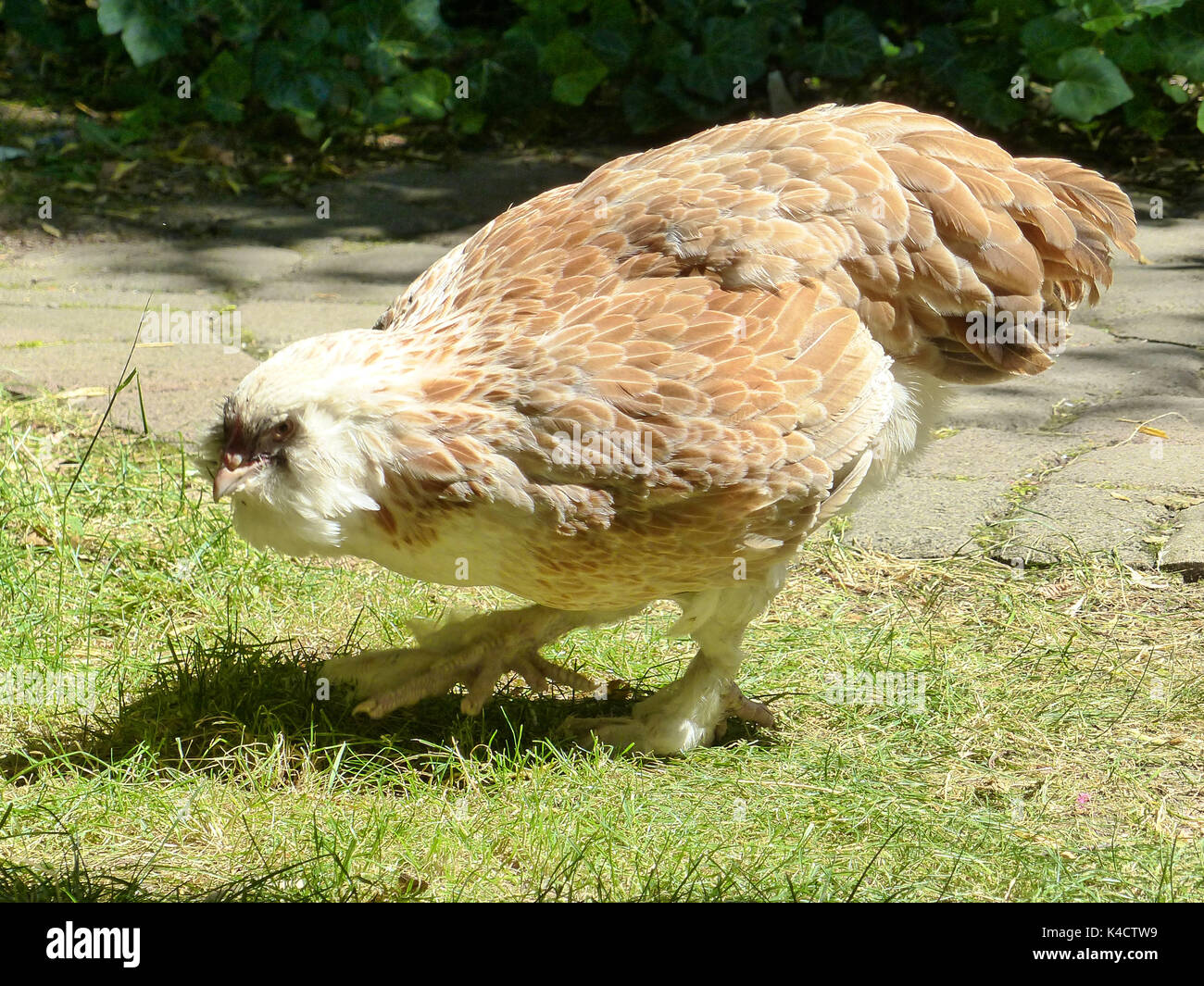 German Salmon Fowl, Pullet, Free-Range Stock Photo - Alamy