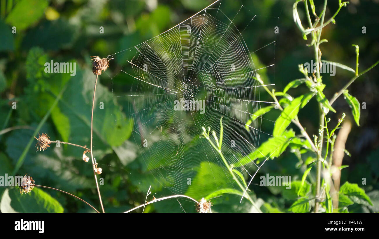 Cobweb Between Plants Stock Photo - Alamy