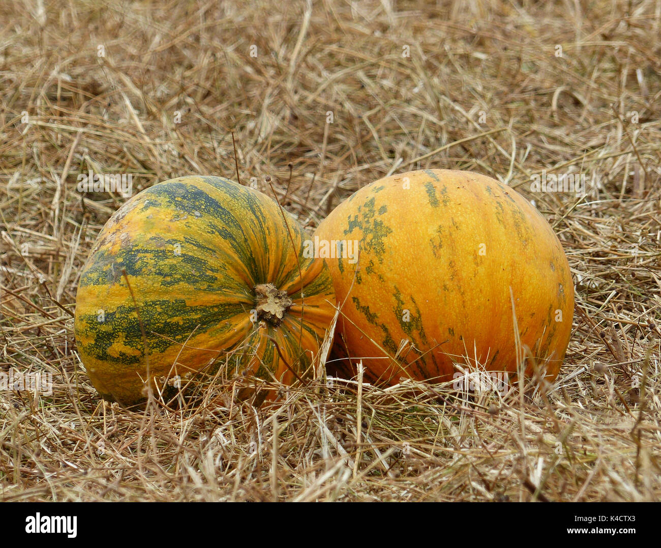 Two Pumpkins In A Field Stock Photo - Alamy